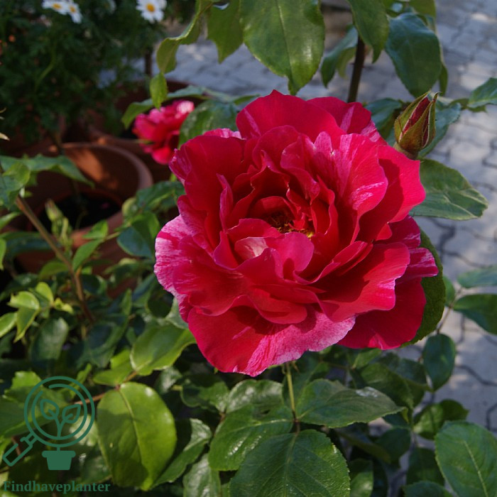 Rosa ‘Guy Savoy’ – Find haveplanter
