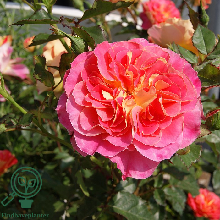 Rosa ‘Ny Mandarin’ – Find haveplanter