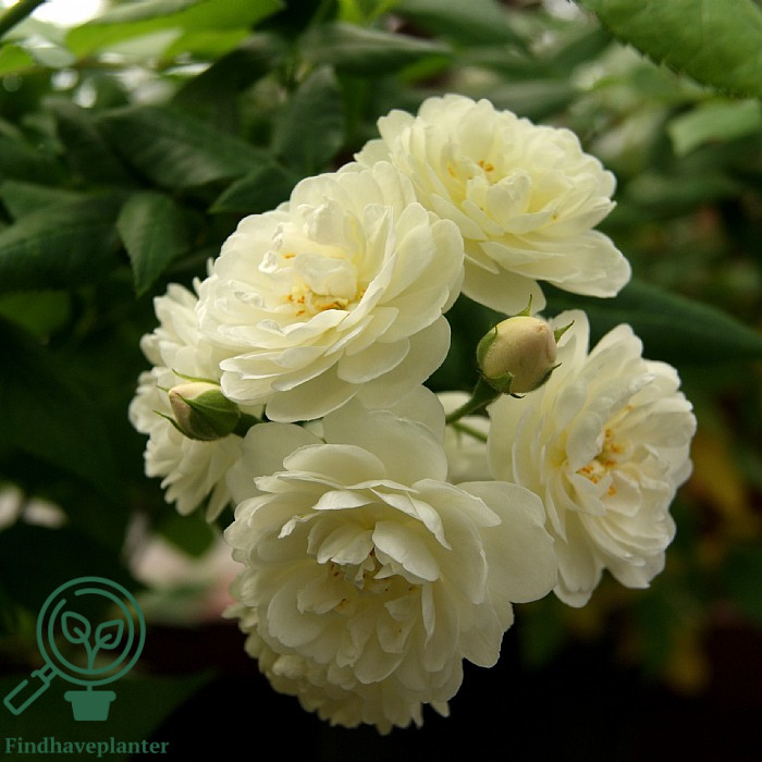 Rosa ‘Waterloo’ – Find haveplanter