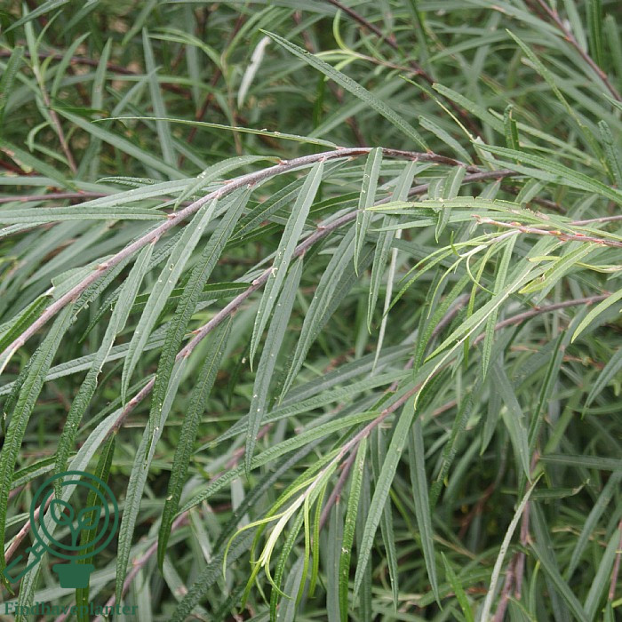 Salix rosmarinifolia – Find haveplanter
