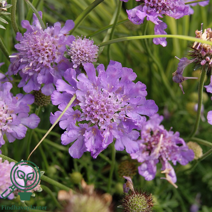 Scabiosa ‘Vivid Violet’ – Find haveplanter