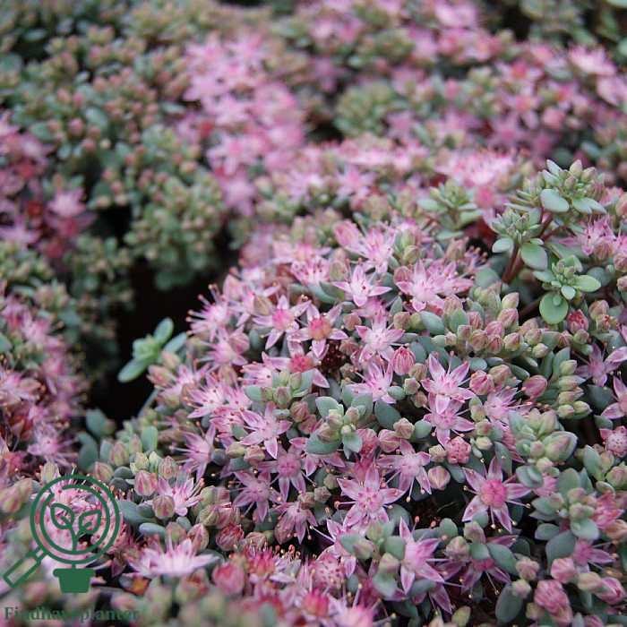 Sedum cauticola – Find haveplanter