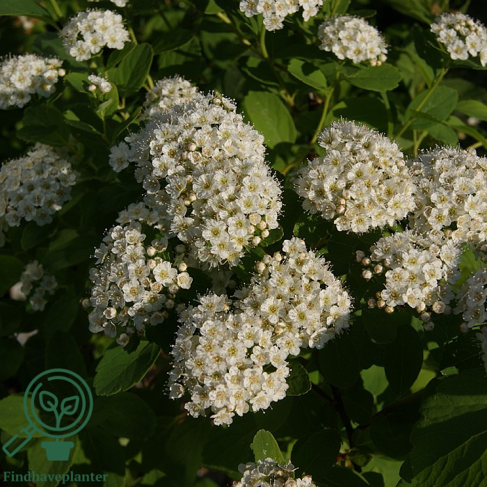 Spiraea betulifolia ‘Tor’ – Find haveplanter