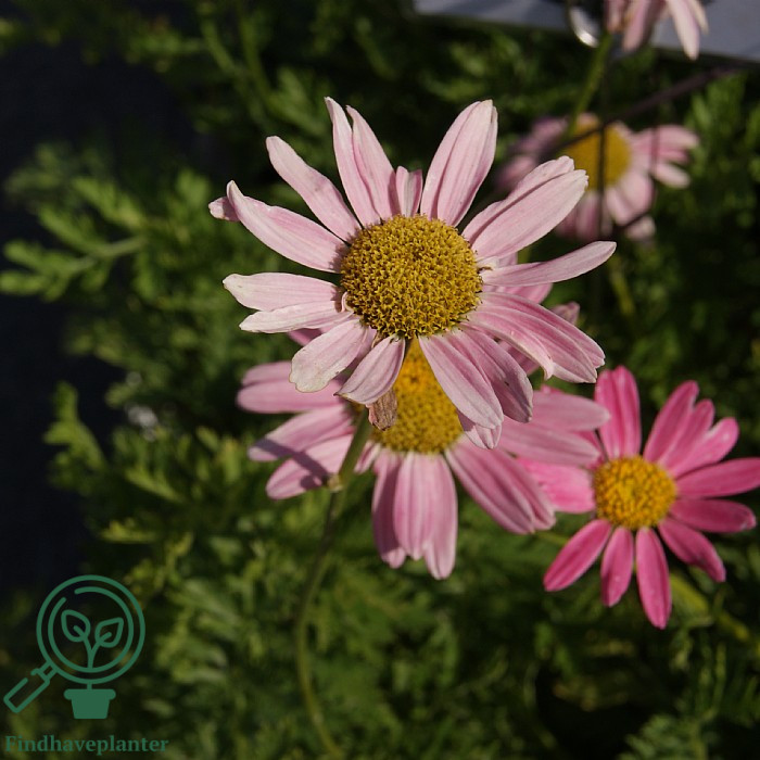 Tanacetum ‘Tiki Rose’ – Find haveplanter