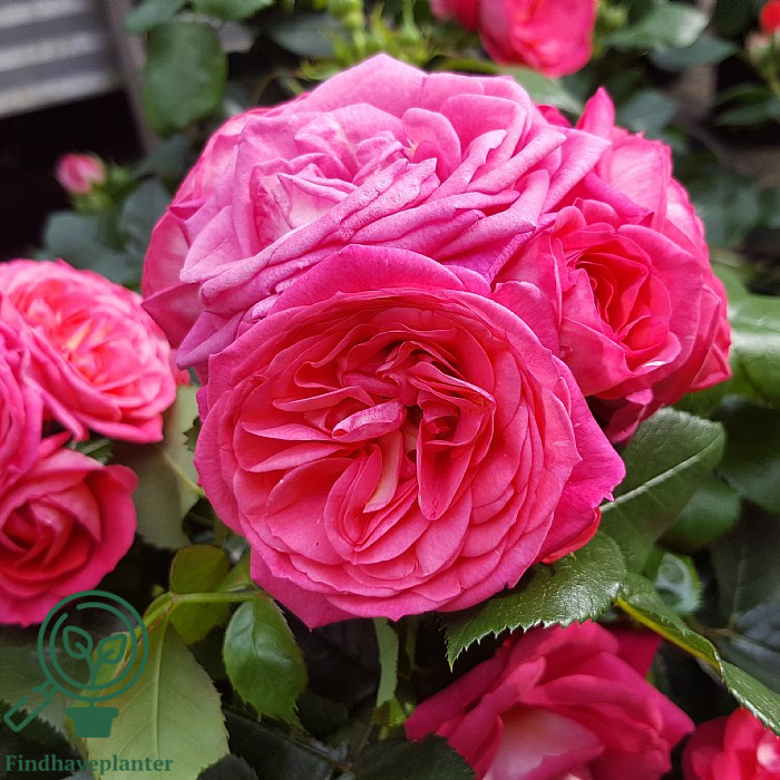 Rosa ‘Kleopatra Flower Circus’ – Find haveplanter