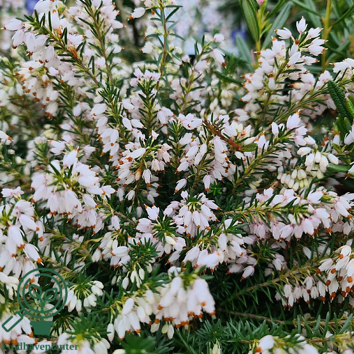 Erica carnea ‘Schneekuppe’ – Find haveplanter