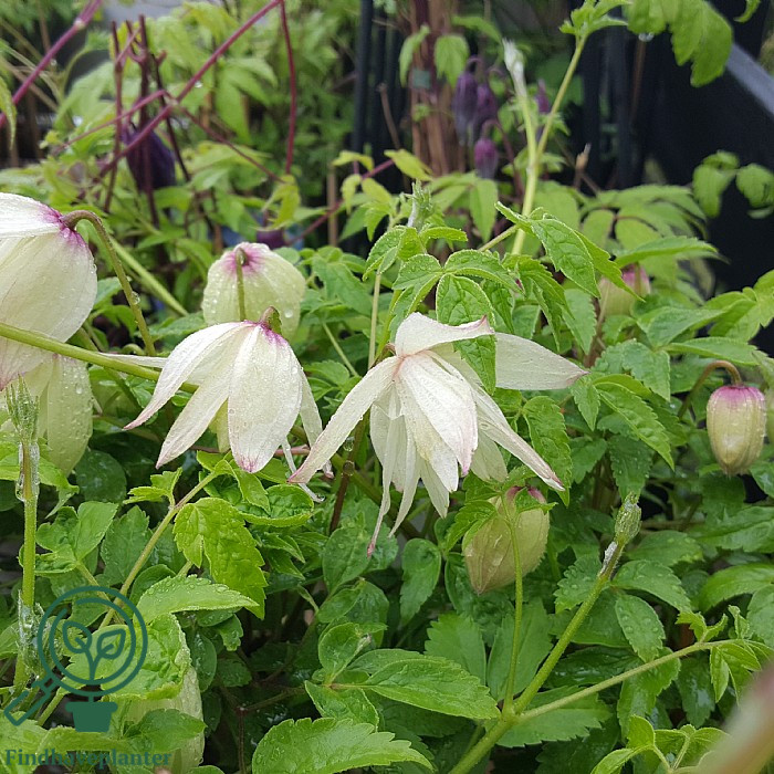 Clematis ‘Albina Plena’ – Find haveplanter