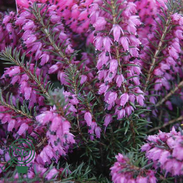 Erica carnea ‘Challenger’ – Find haveplanter