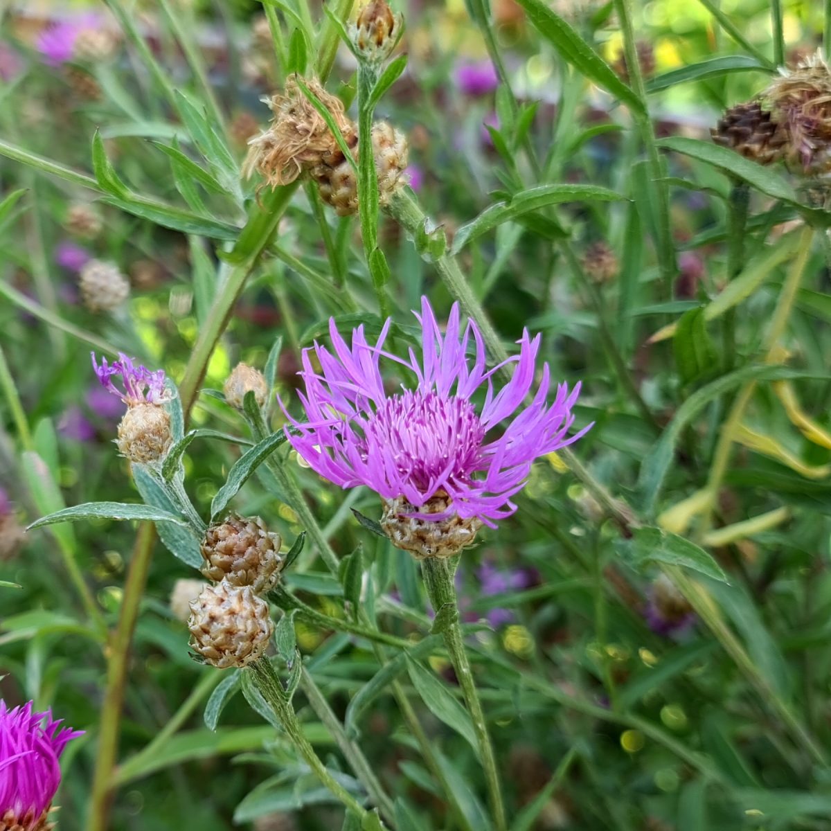 Centaurea jacea – Find haveplanter