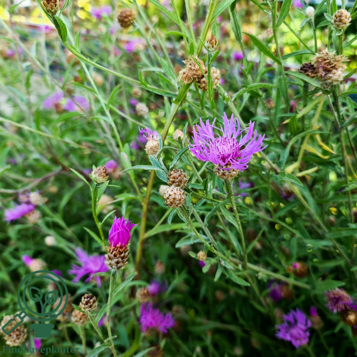 Centaurea jacea – Find haveplanter