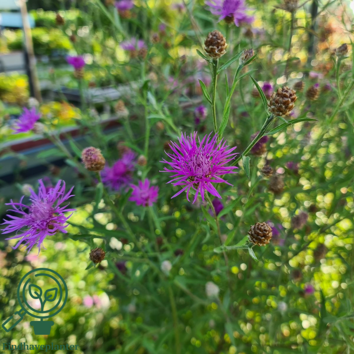 Centaurea jacea – Find haveplanter