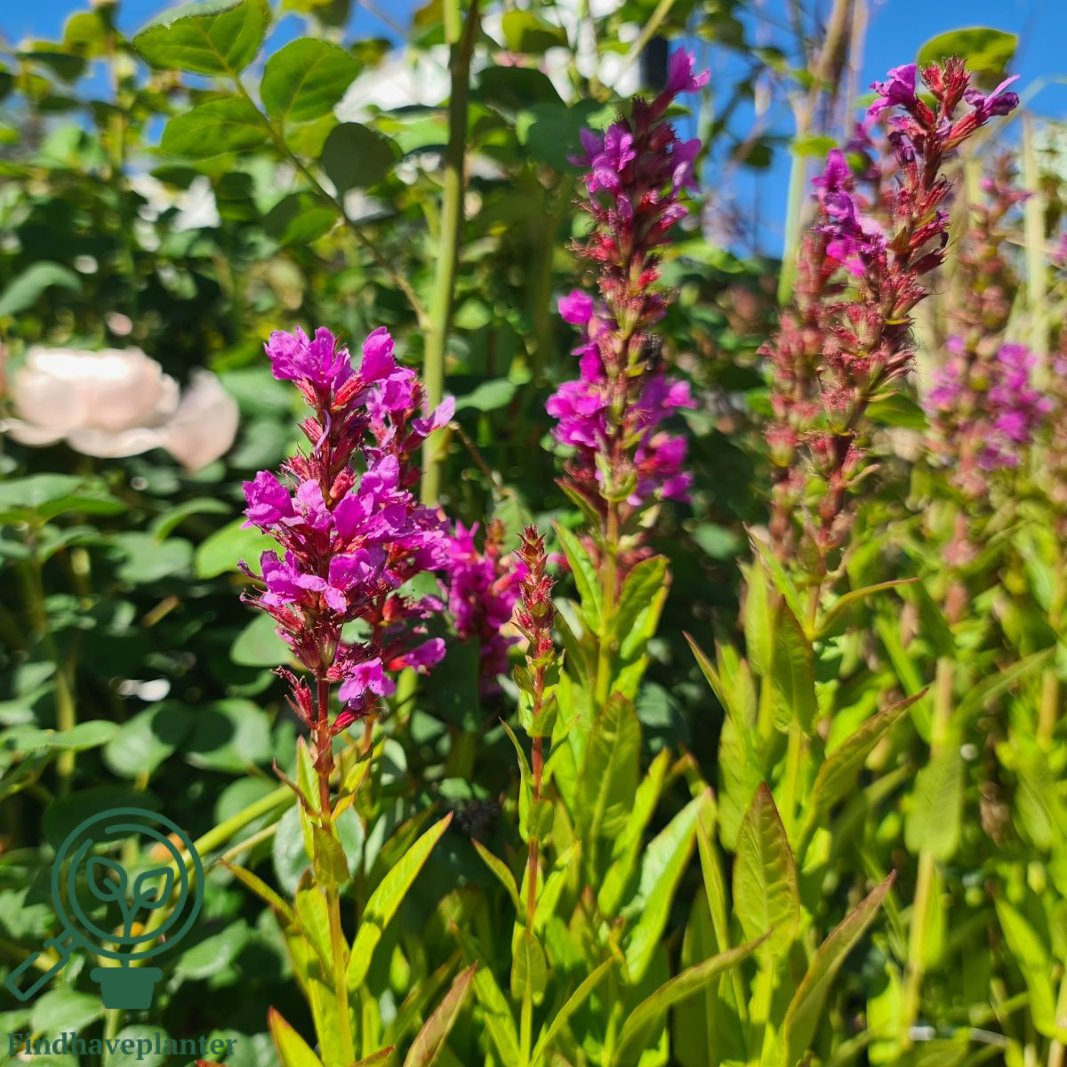 Lythrum salicaria ‘Robin’ – Find haveplanter