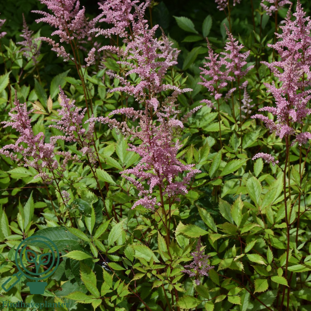 Astilbe ‘Erica’ – Find haveplanter