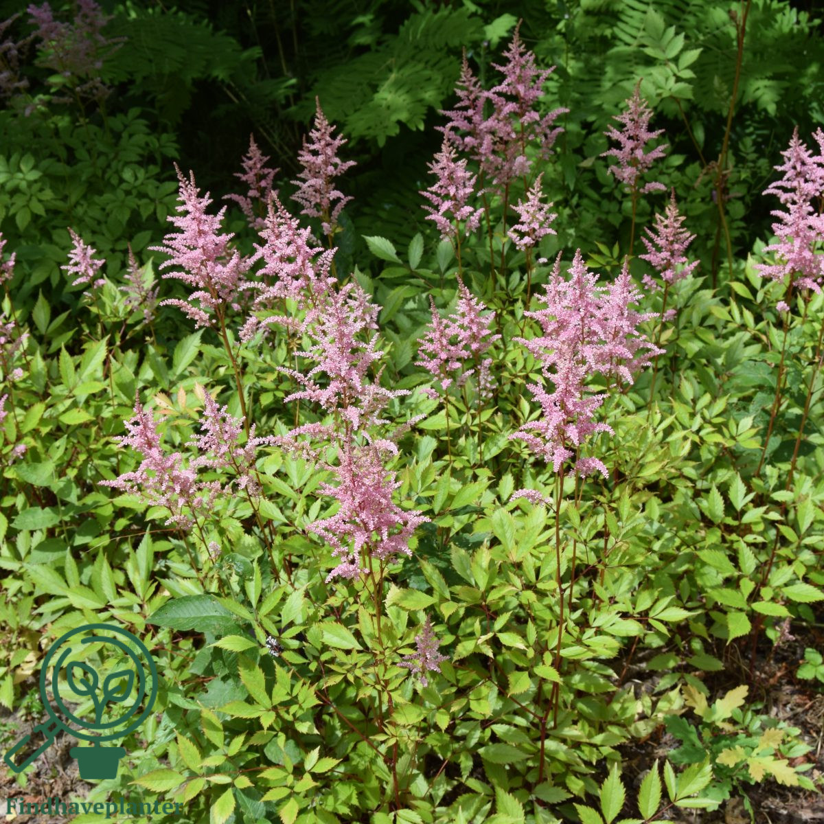 Astilbe ‘Erica’ – Find haveplanter