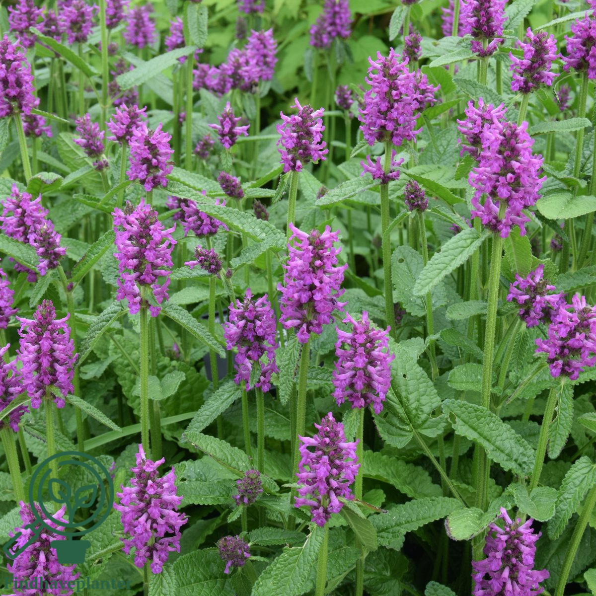 Stachys monieri ‘Hummelo’ – Find haveplanter