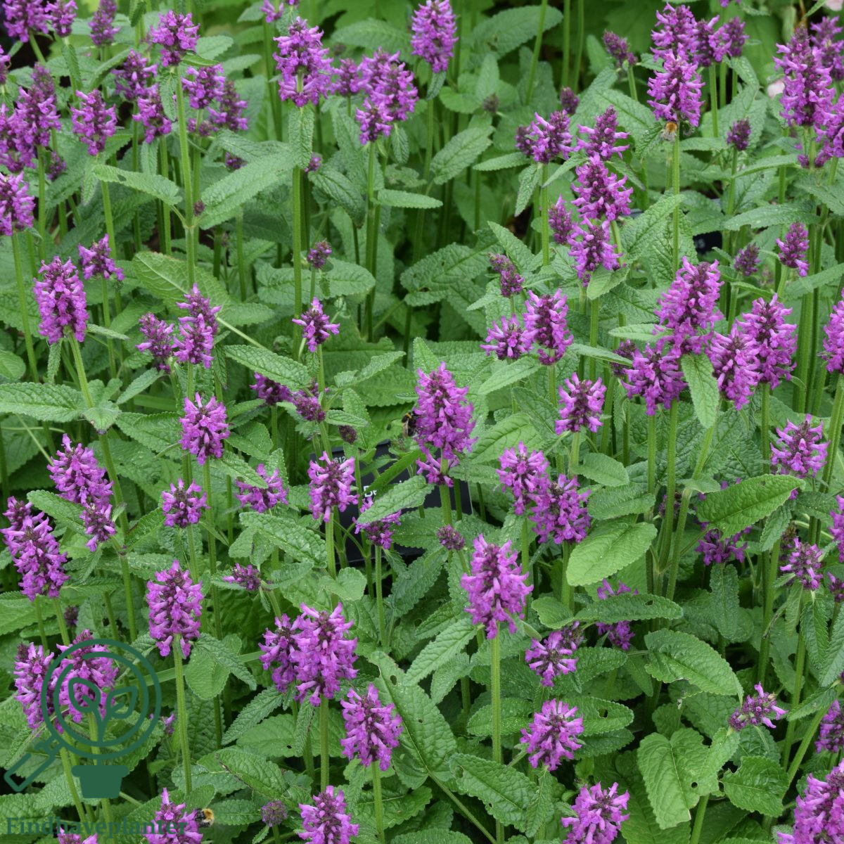 Stachys monieri ‘Hummelo’ – Find haveplanter