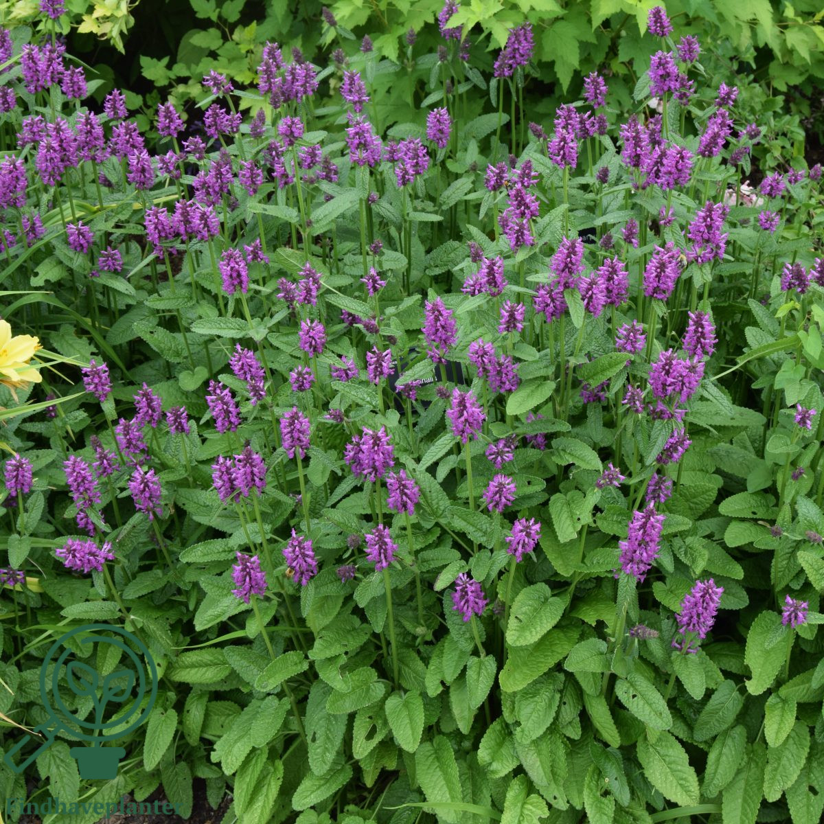 Stachys monieri ‘Hummelo’ – Find haveplanter