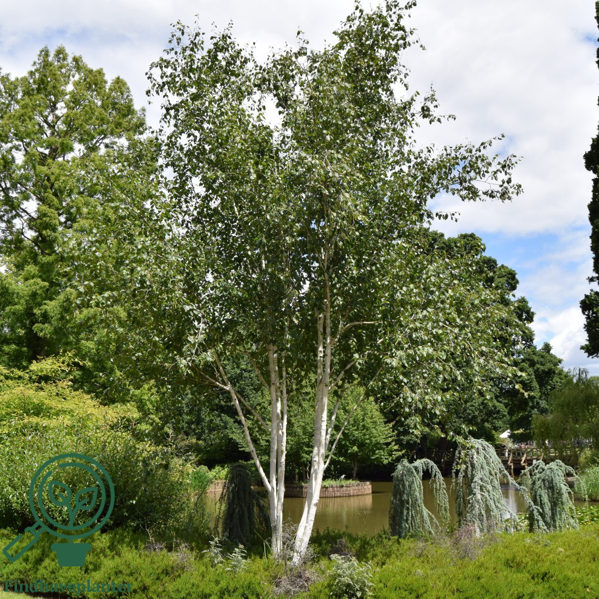 Betula utilis ‘Doorenbos’ – Find haveplanter