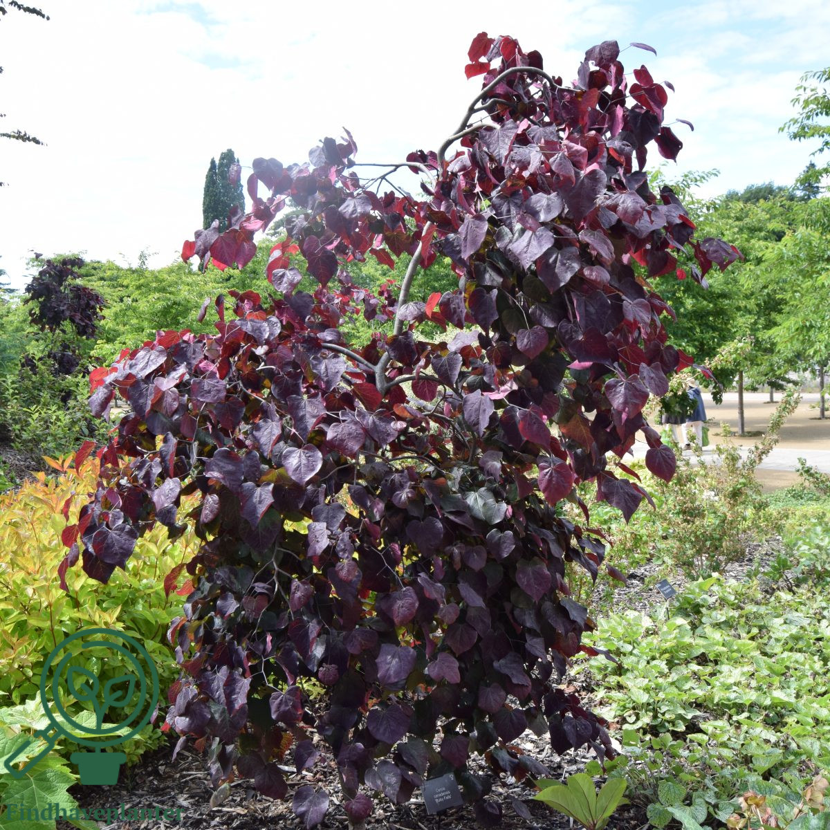Cercis canadensis ‘Ruby Falls’ – Find haveplanter