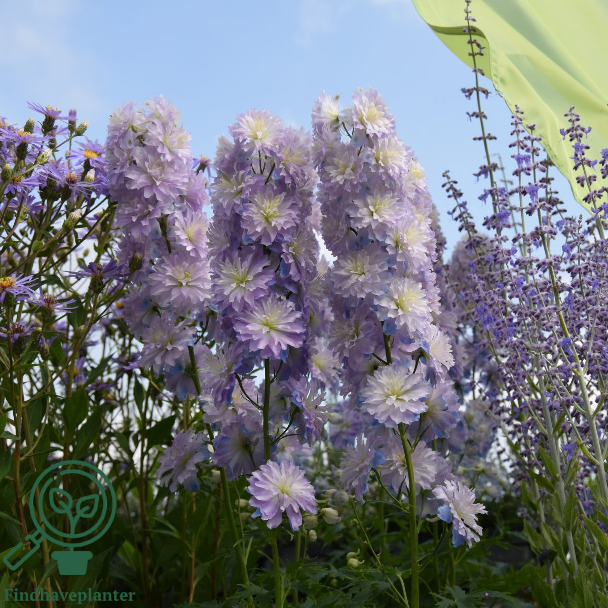 Delphinium ‘Highlander Moonlight’ – Find haveplanter