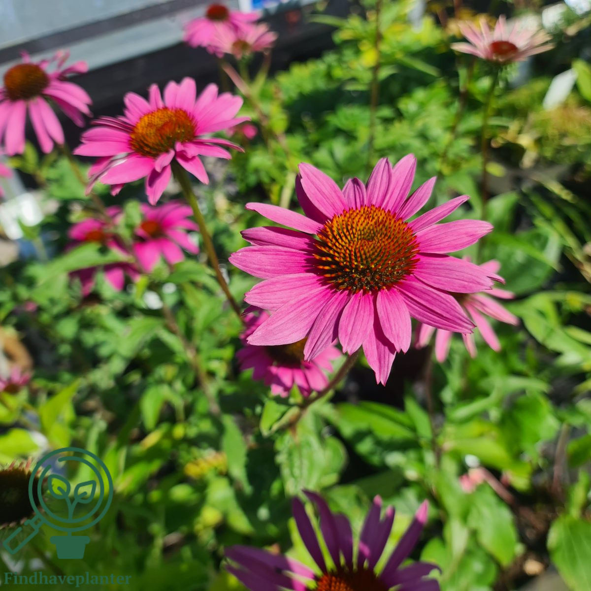 Echinacea ‘Rubinstern’ – Find haveplanter
