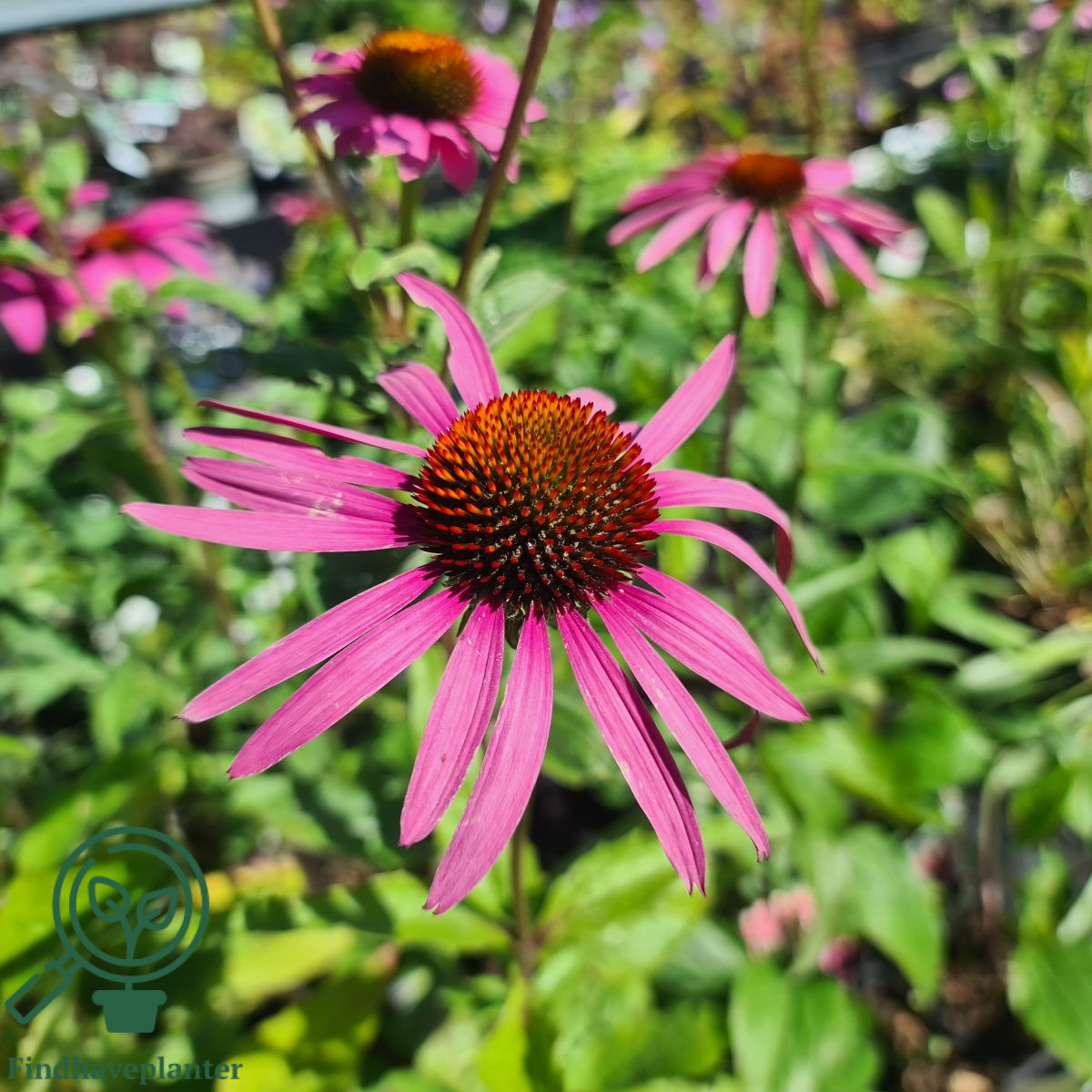 Echinacea ‘Rubinstern’ – Find haveplanter