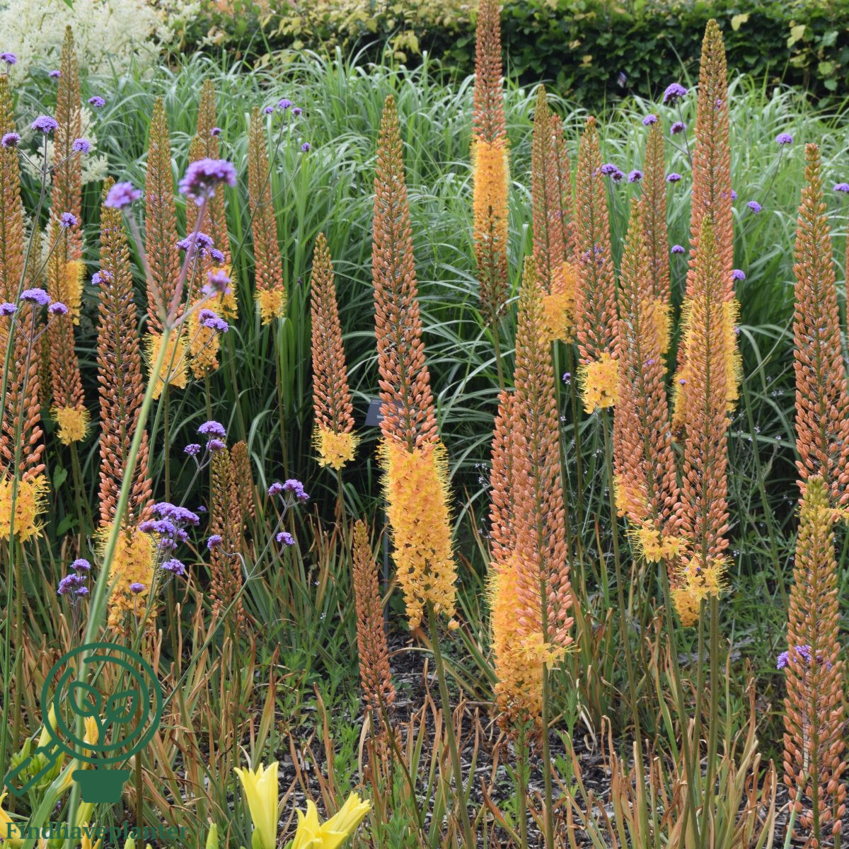 Eremurus x isabellinus ‘Cleopatra’ – Find haveplanter