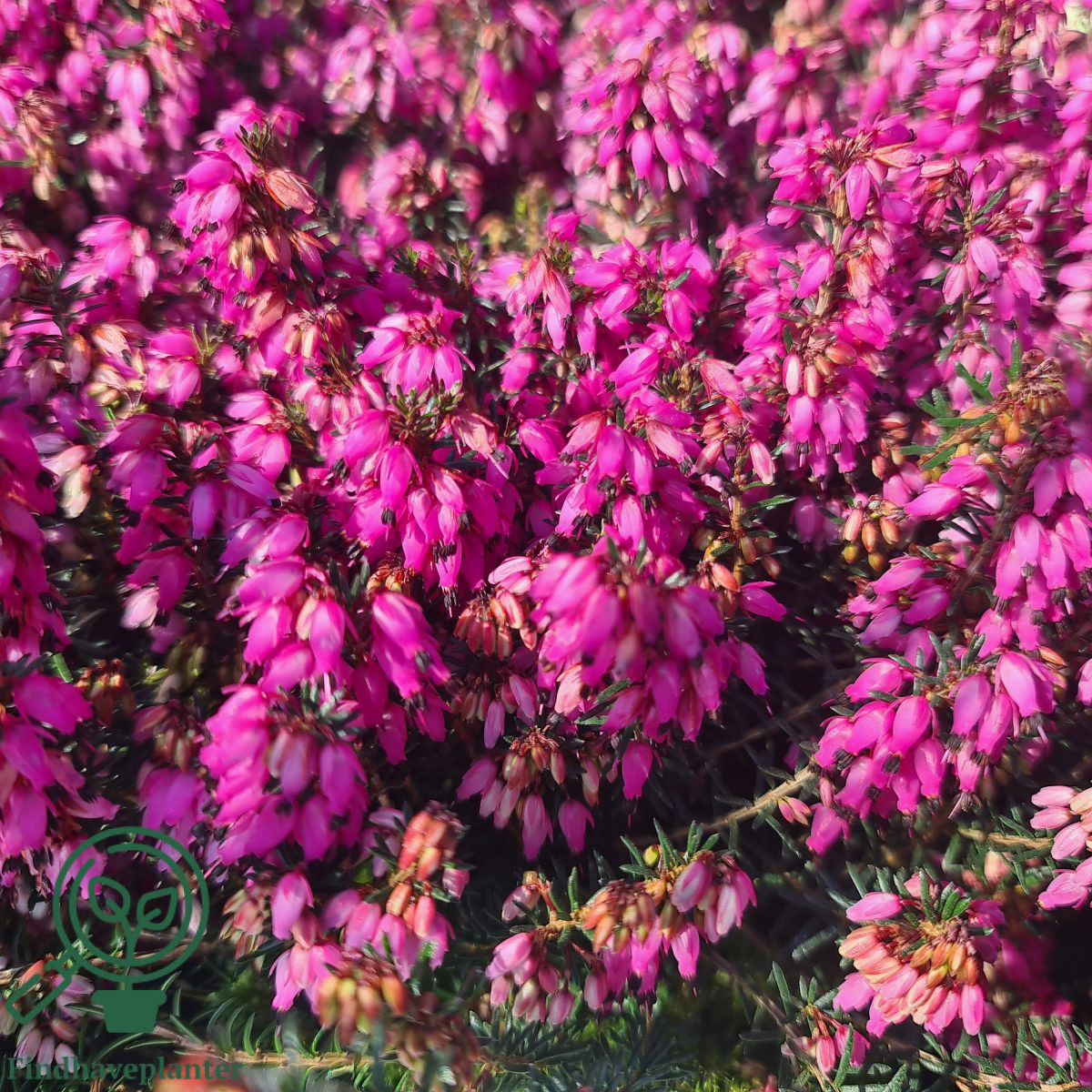 Erica carnea ‘Wintersonne’ – Find haveplanter