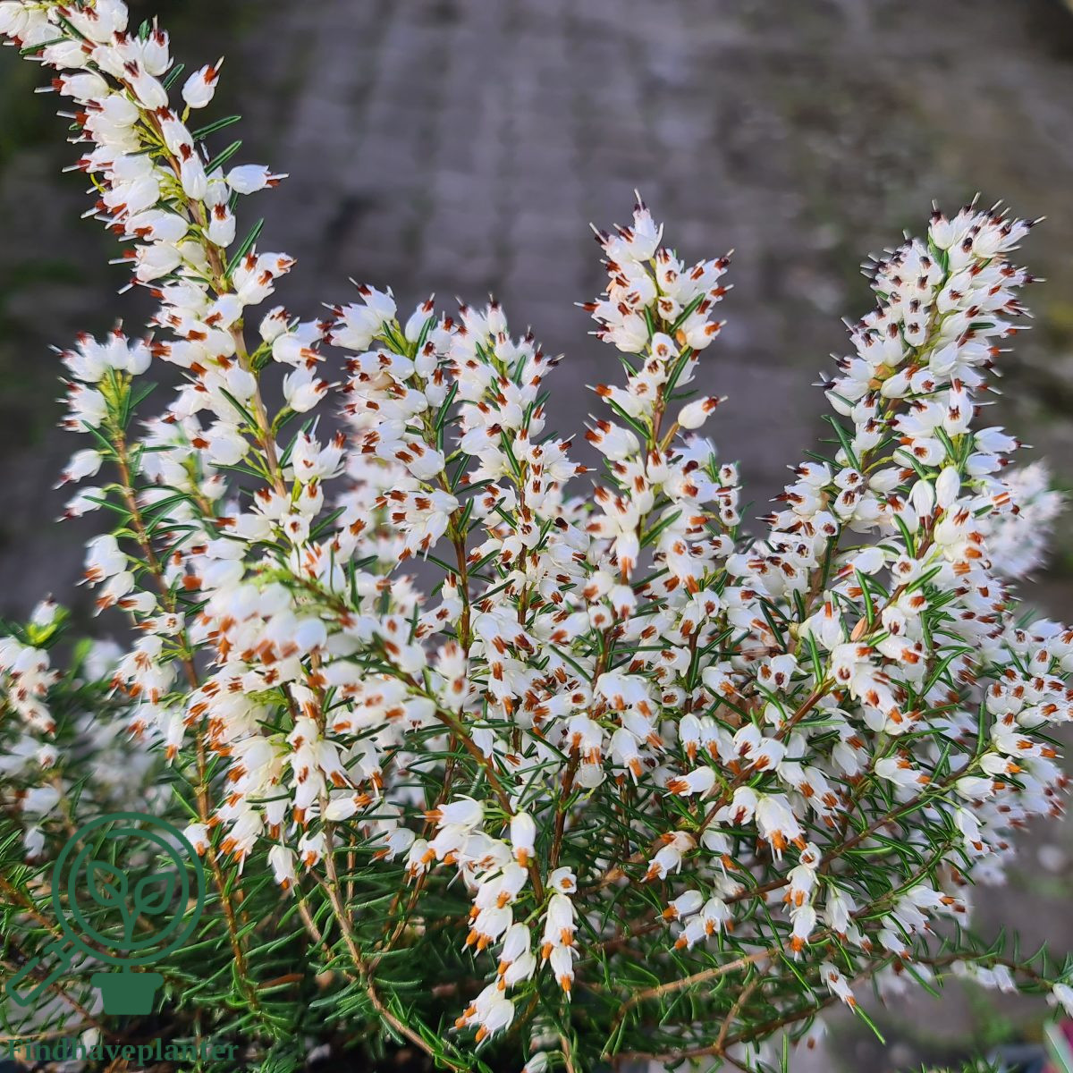 Erica x darleyensis ‘Snow Surprise’ – Find haveplanter