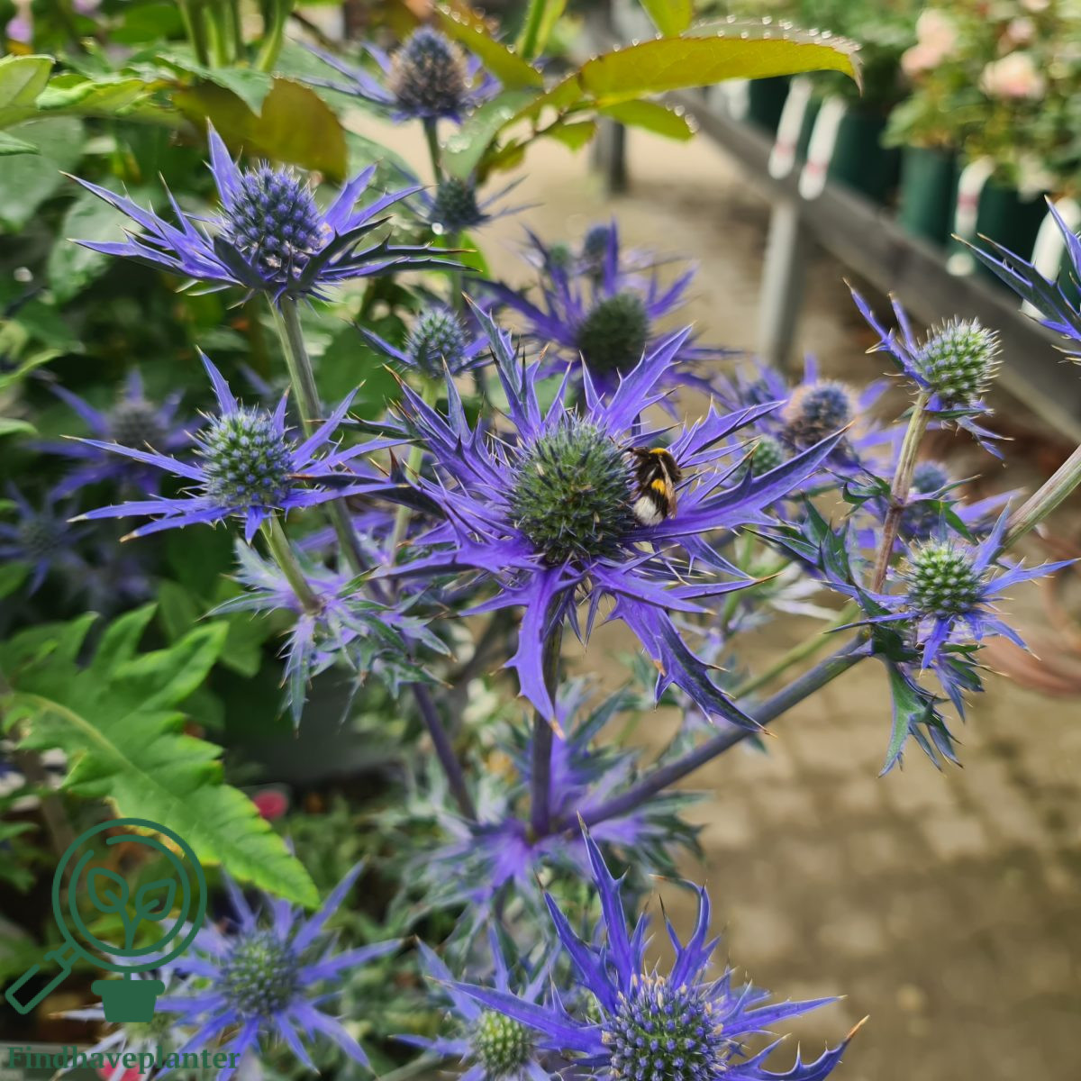 Eryngium zabelii ‘Lapis Blue’ – Find haveplanter