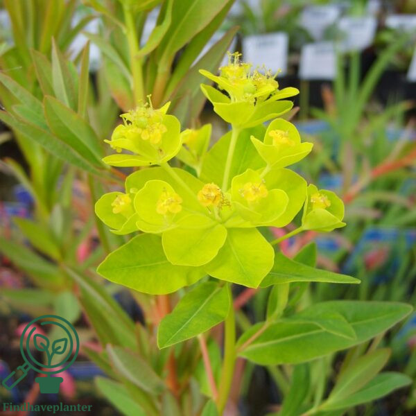 Euphorbia ‘Walberton’s Ruby Glow’ – Find haveplanter