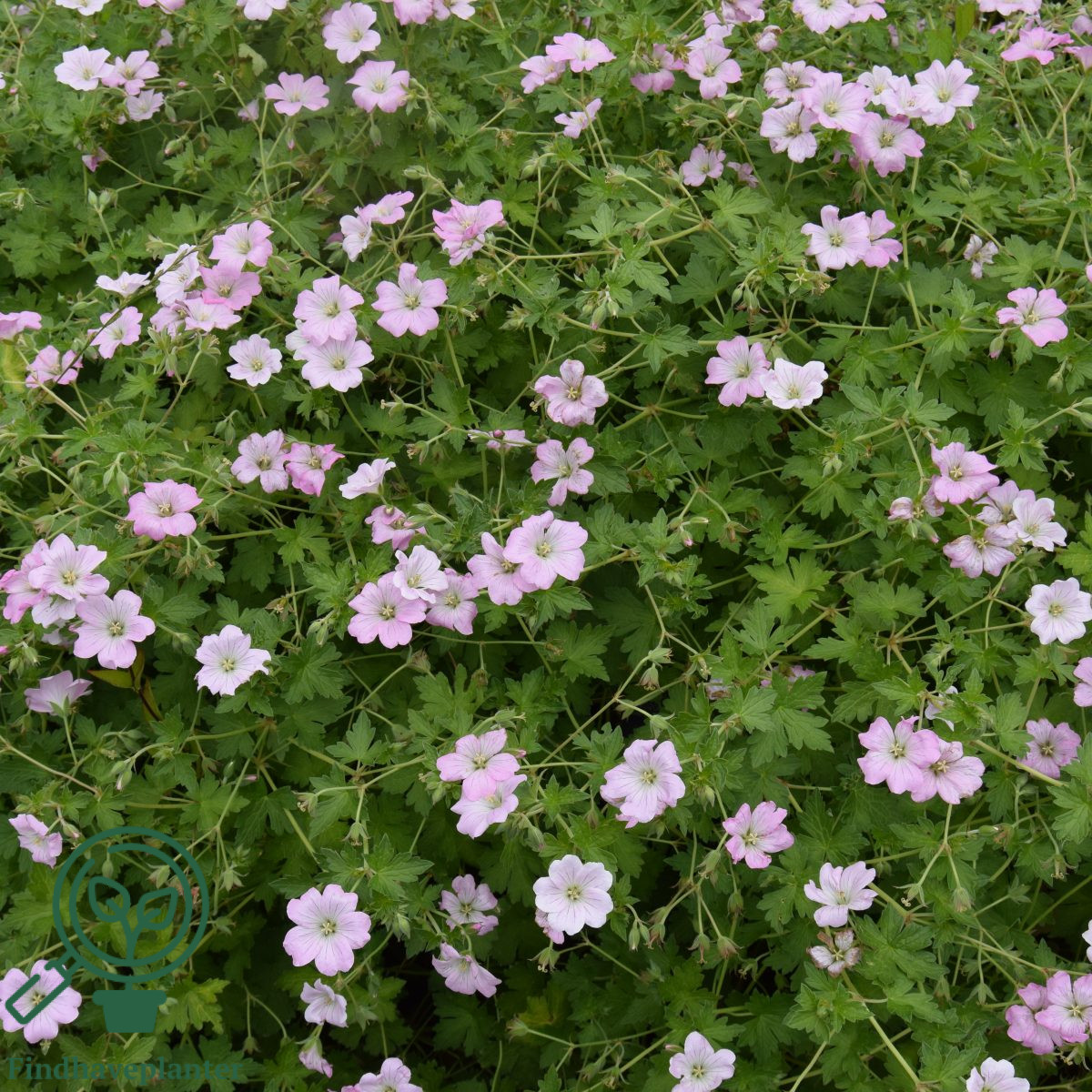 Geranium hybrid ‘Dreamland’ – Find haveplanter