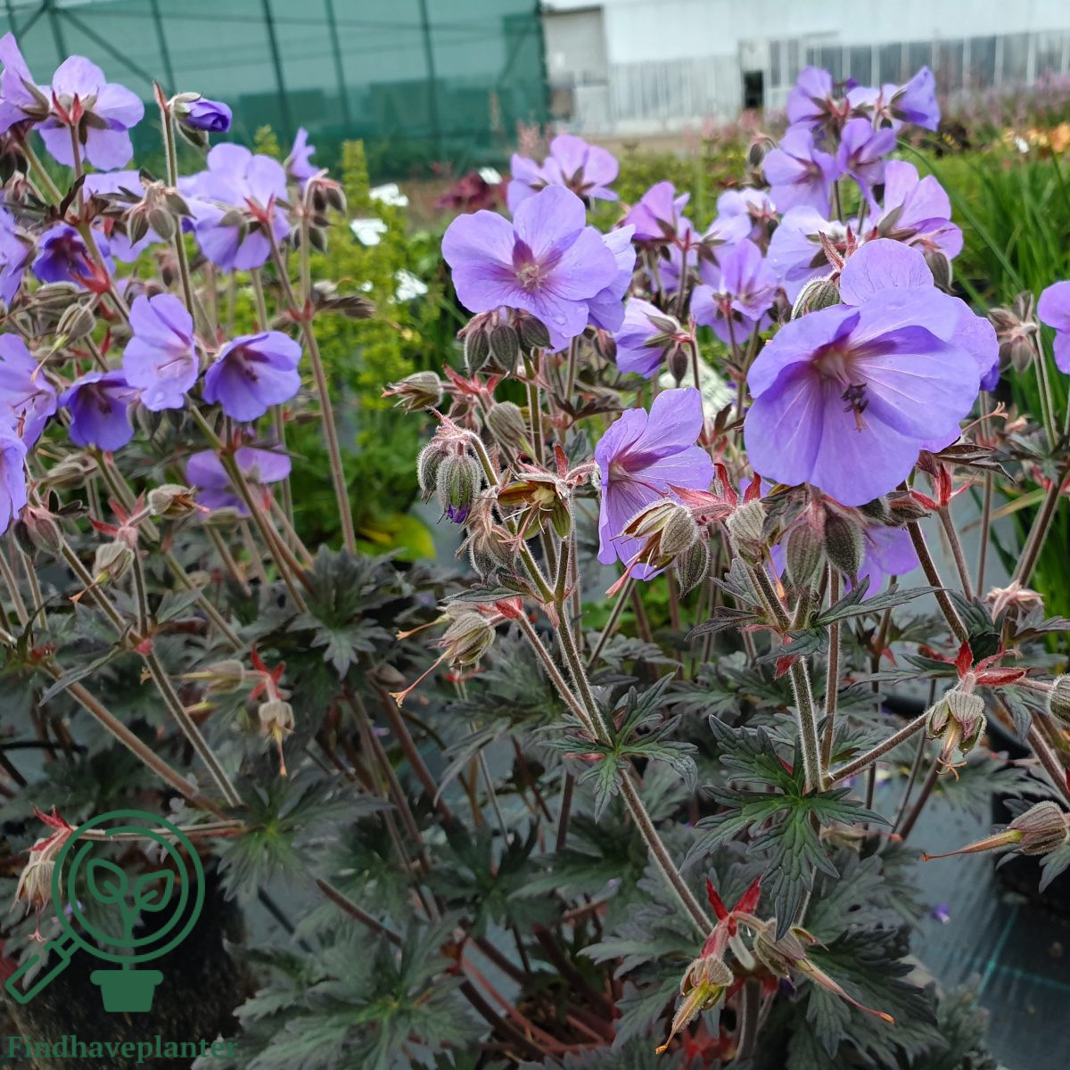Geranium pratense ‘Boom Chocolatta’ – Find haveplanter