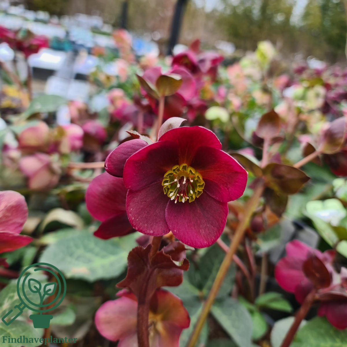 Helleborus ‘Anna’s Red’ – Find haveplanter
