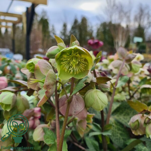 Helleborus ‘Tutu’ – Find haveplanter