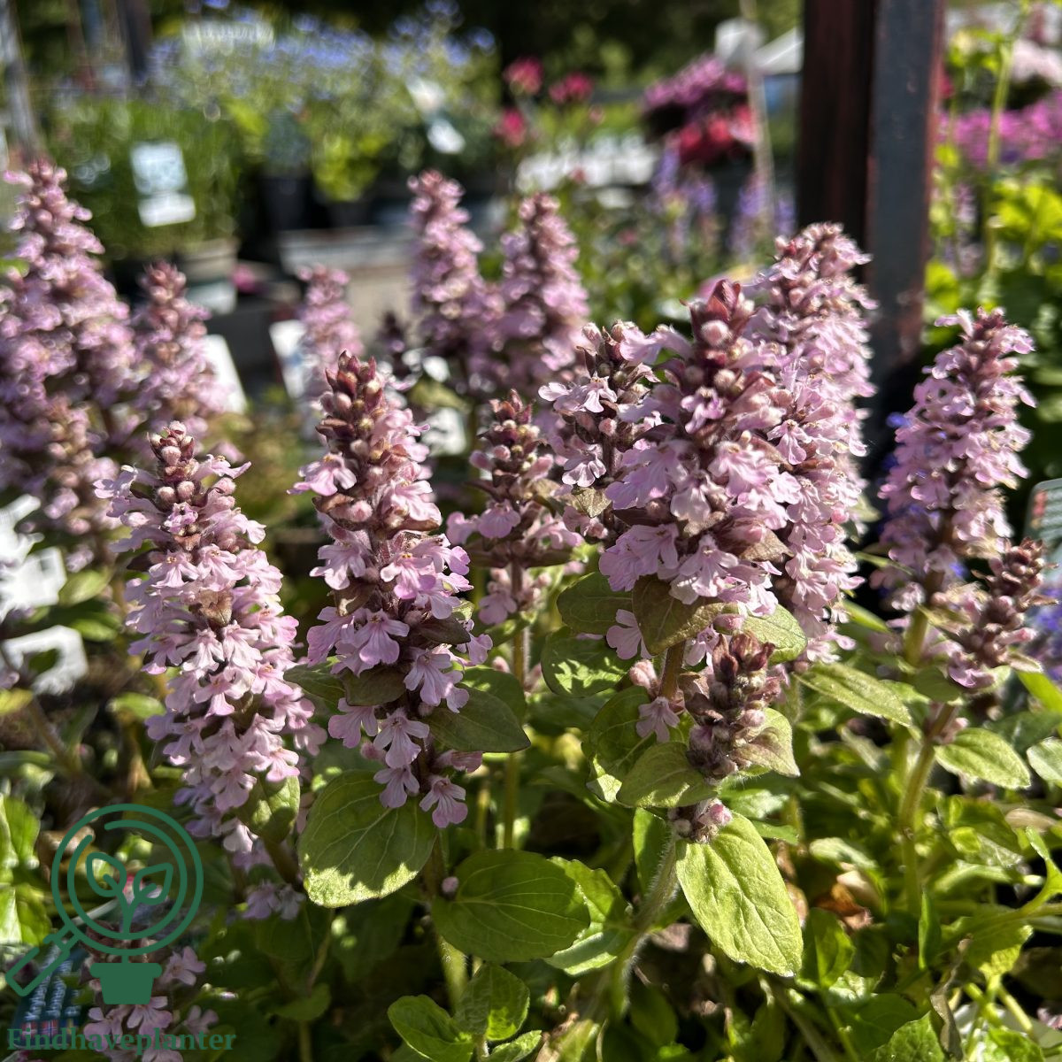 Ajuga reptans ‘Rosea’ – Find haveplanter