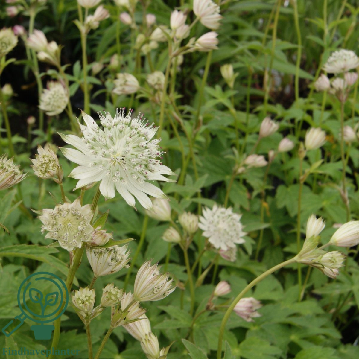 Astrantia hybrid ‘Snow Star’ – Find haveplanter