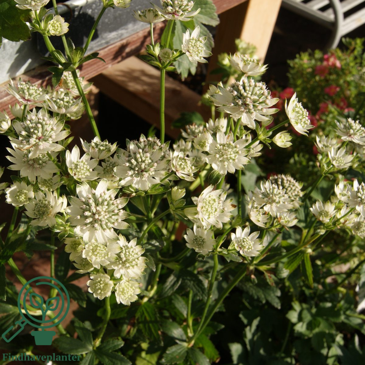 Astrantia hybrid ‘Snow Star’ – Find haveplanter