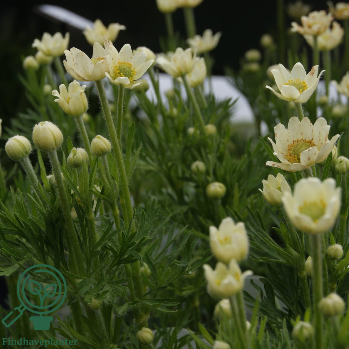 Anemone multifida ‘White’ – Find haveplanter