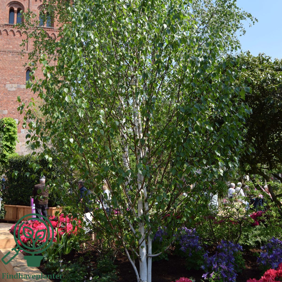 Betula utilis ‘Doorenbos’ – Find haveplanter