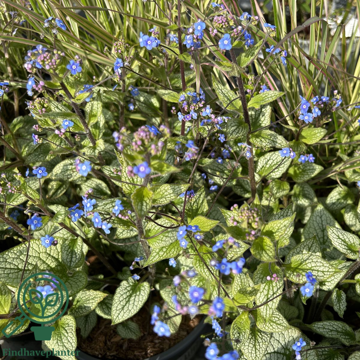Brunnera macrophylla ‘Sterling Silver’ – Find haveplanter