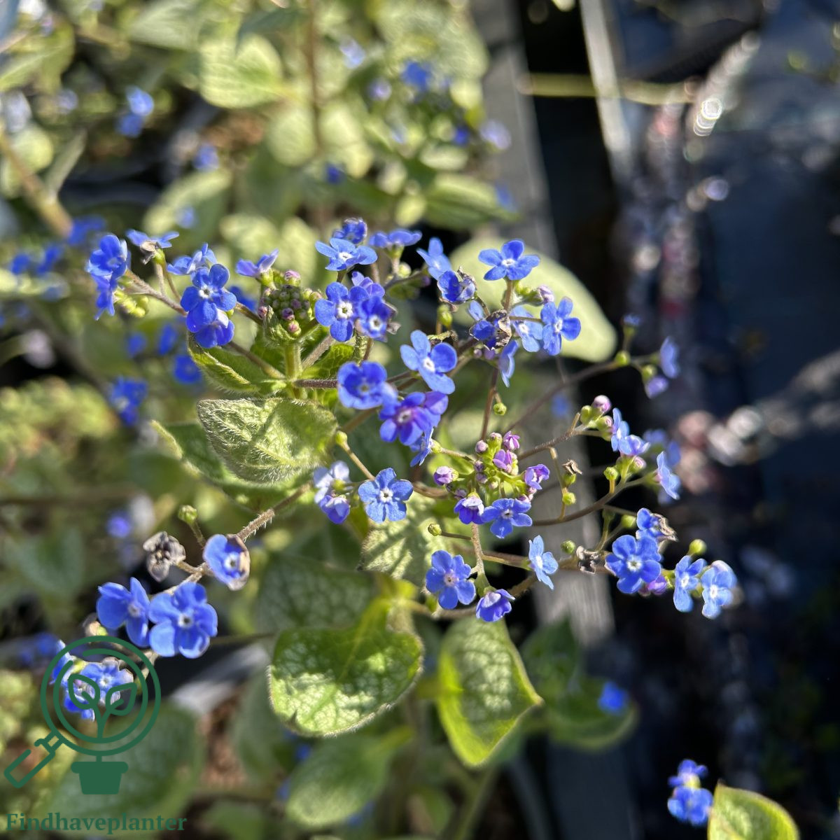 Brunnera macrophylla ‘Sterling Silver’ – Find haveplanter
