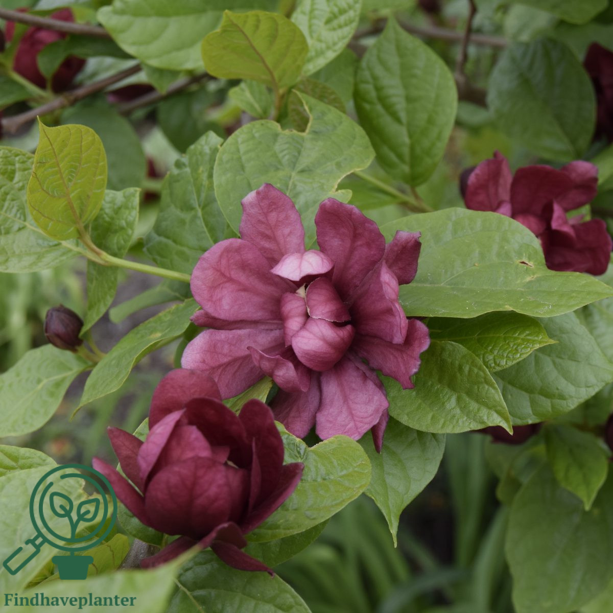 Calycanthus ‘Hartlage Wine’ – Find haveplanter