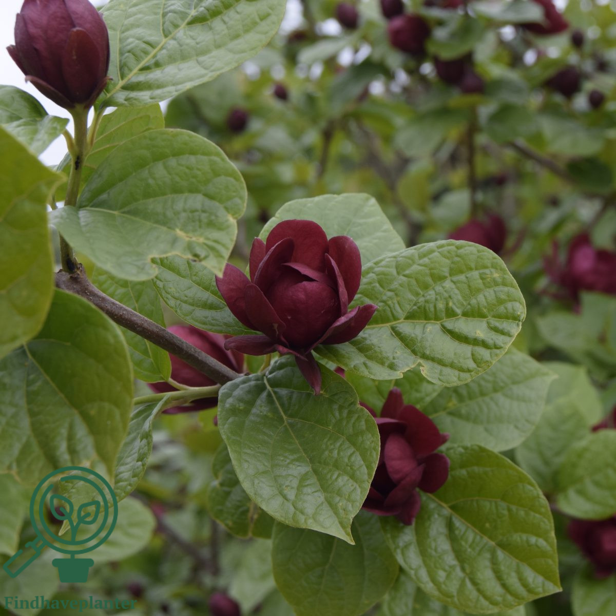 Calycanthus ‘Hartlage Wine’ – Find haveplanter