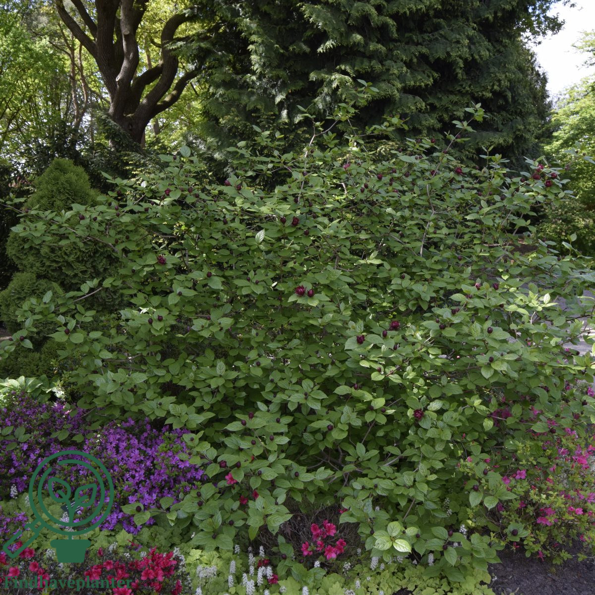 Calycanthus ‘Hartlage Wine’ – Find haveplanter