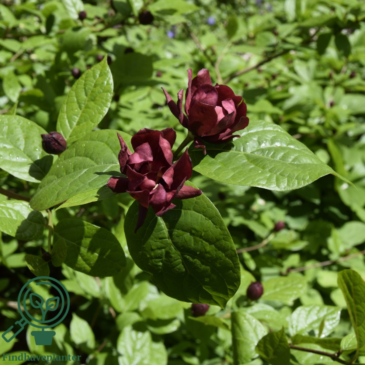 Calycanthus ‘Hartlage Wine’ – Find haveplanter