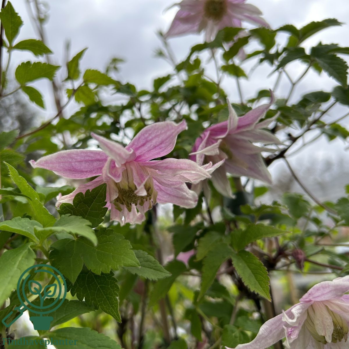 Clematis ‘Propertius’ – Find haveplanter