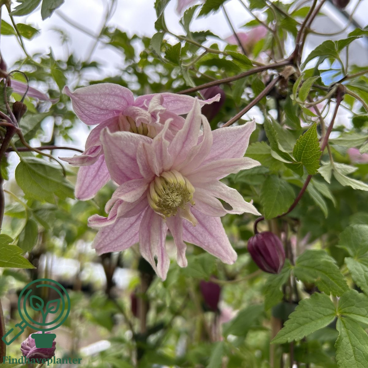 Clematis ‘Propertius’ – Find haveplanter