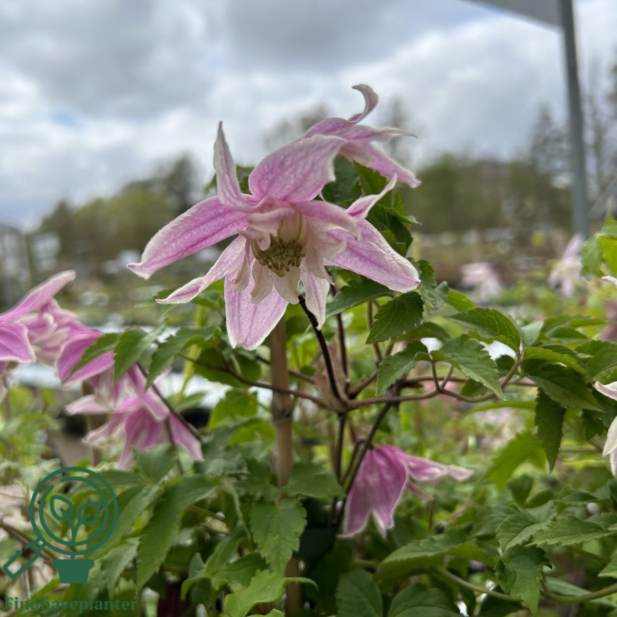 Clematis ‘Propertius’ – Find haveplanter