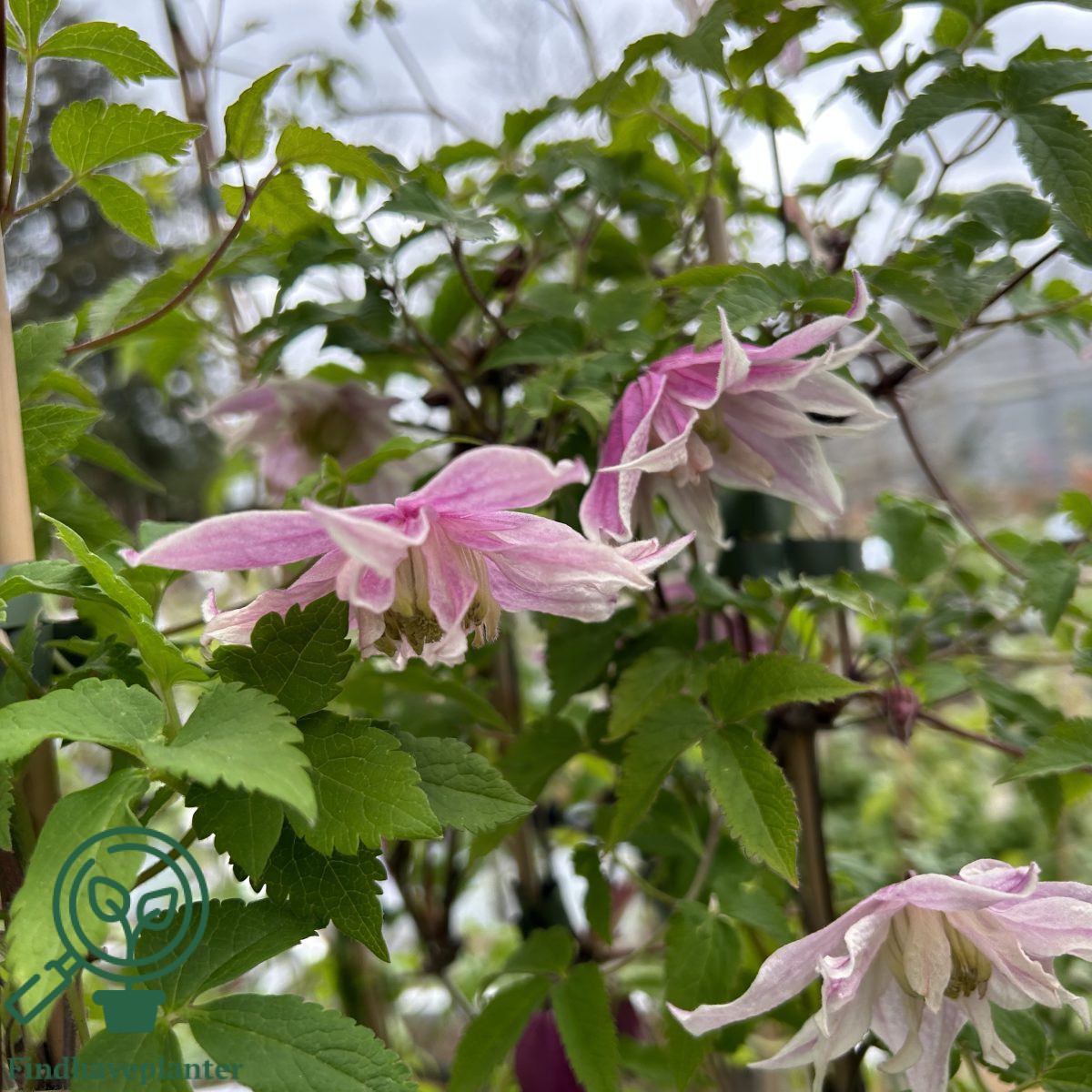 Clematis ‘Propertius’ – Find haveplanter